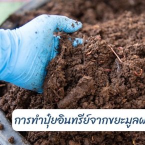 เชื้อเพลิงขยะมูลฝอย (Refuse Derived Fuel : RDF) คืออะไร?