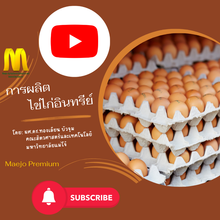 การผลิตไข่ไก่อินทรีย์ - maricmju
