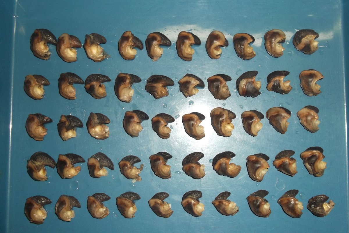 ESCARGOT / SNAIL IN BRINE