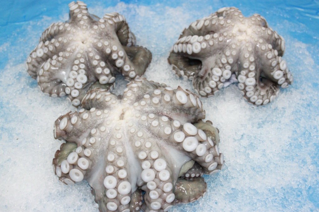 Frozen Giant Octopus