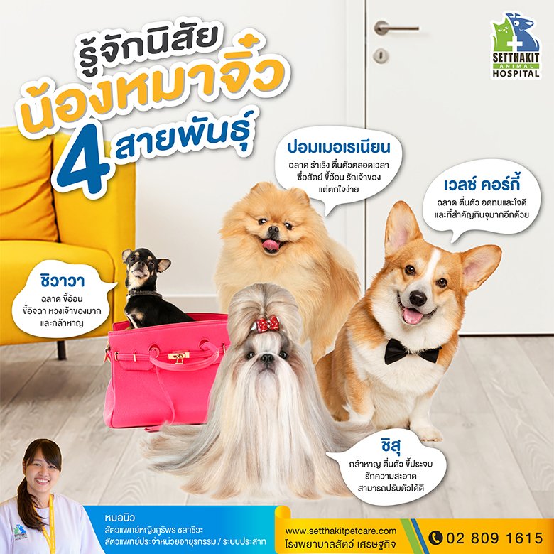 รู้จักนิสัย ... น้องหมาจิ๋ว 4 สายพันธ์ - setthakitanimalhospital