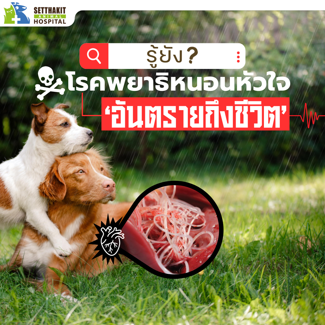 รู้ยังพยาธิหนอนหัวใจ อันตรายถึงชีวิต - setthakitanimalhospital