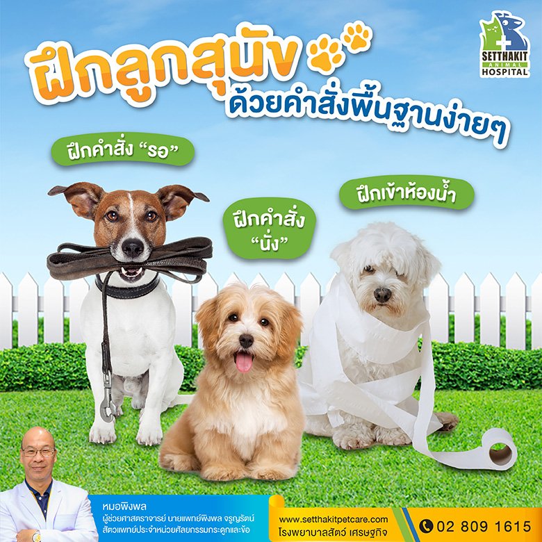 ฝึกลูกสุนัข ด้วยคำสั่งพื้นฐานง่ายๆ - setthakitanimalhospital