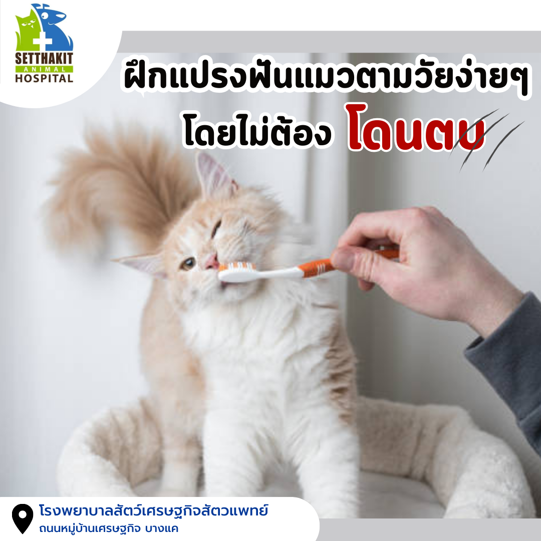 ฝึกแปรงฟันแมวตามวัย ง่ายๆ โดยไม่ต้องโดนตบ! - setthakitanimalhospital