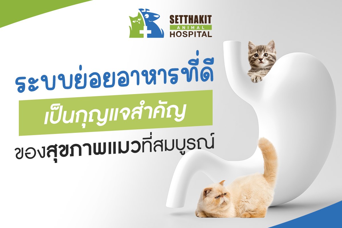 ระบบย่อยอาหารที่ดี เป็นกุญแจสำคัญของสุขภาพแมวที่สมบูรณ์ ...