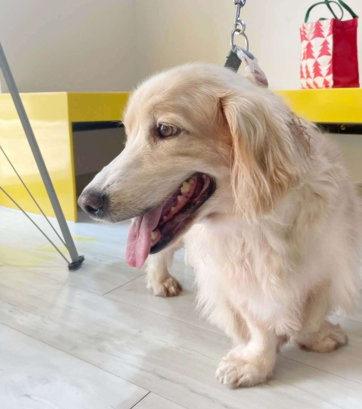 น้องแปะก๊วย มาตามอาการหูอักเสบ - setthakitanimalhospital