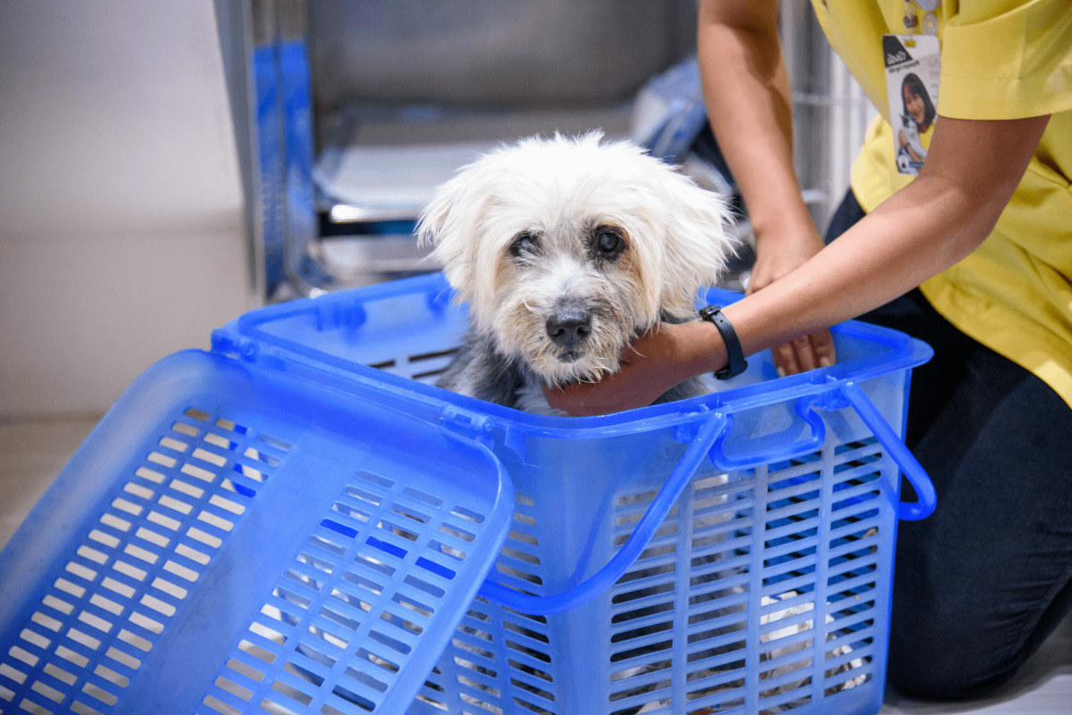 เช็คให้ดีถ้ามีสัญญาณเหล่านี้สัตว์เลี้ยงอาจจะเสี่ยงต่อโรคหัวใจ ...