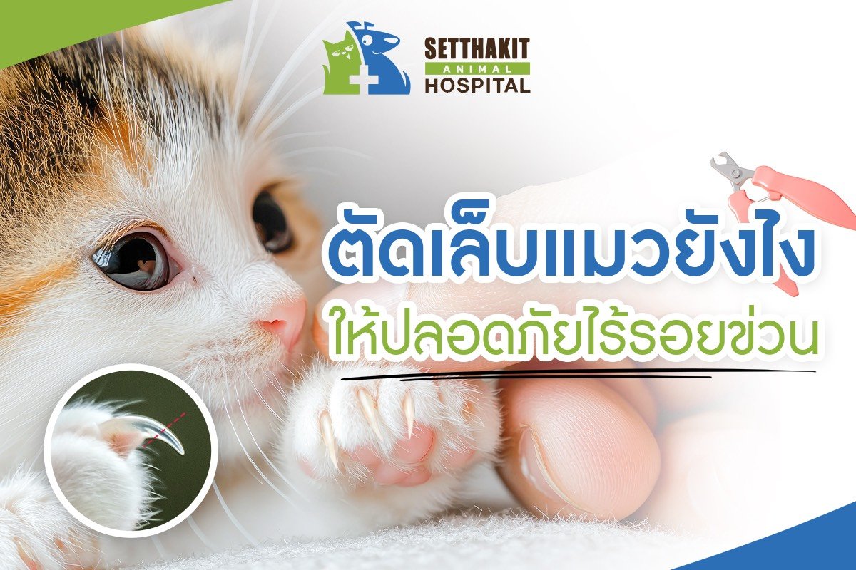 ตัดเล็บแมวยังไงไม่โดนข่วน? เคล็ดลับง่าย ๆ ที่พ่อแม่แมวควรรู้ ...