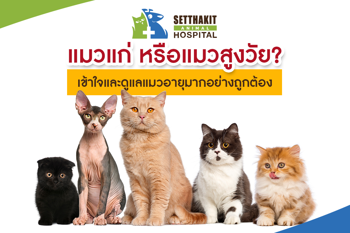 แมวแก่ หรือแมวสูงวัย? เข้าใจและดูแลแมวอายุมากอย่างถูกต้อง ...