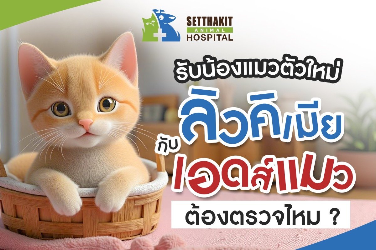 รับน้องแมวตัวใหม่มาเพิ่ม ต้องตรวจลิวคีเมียกับเอดส์แมวไหม ...