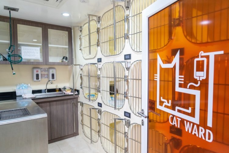 Ward Admit สำหรับแมว - setthakitanimalhospital
