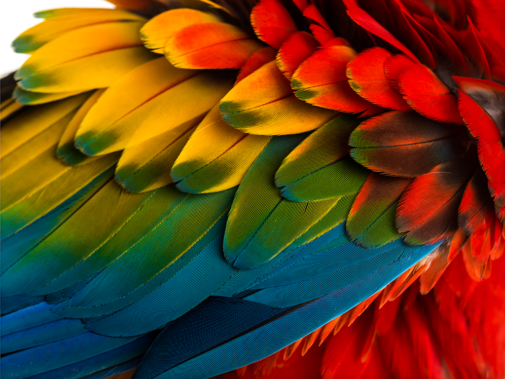 The 10 Most Beautiful Parrots In The World - pcnpetfood