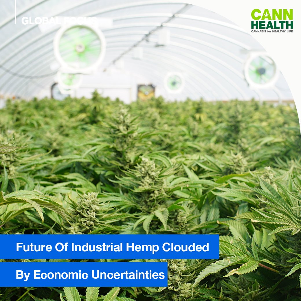 FUTURE OF INDUSTRIAL HEMP CLOUDED BY ECONOMIC UNCERTAINTIES