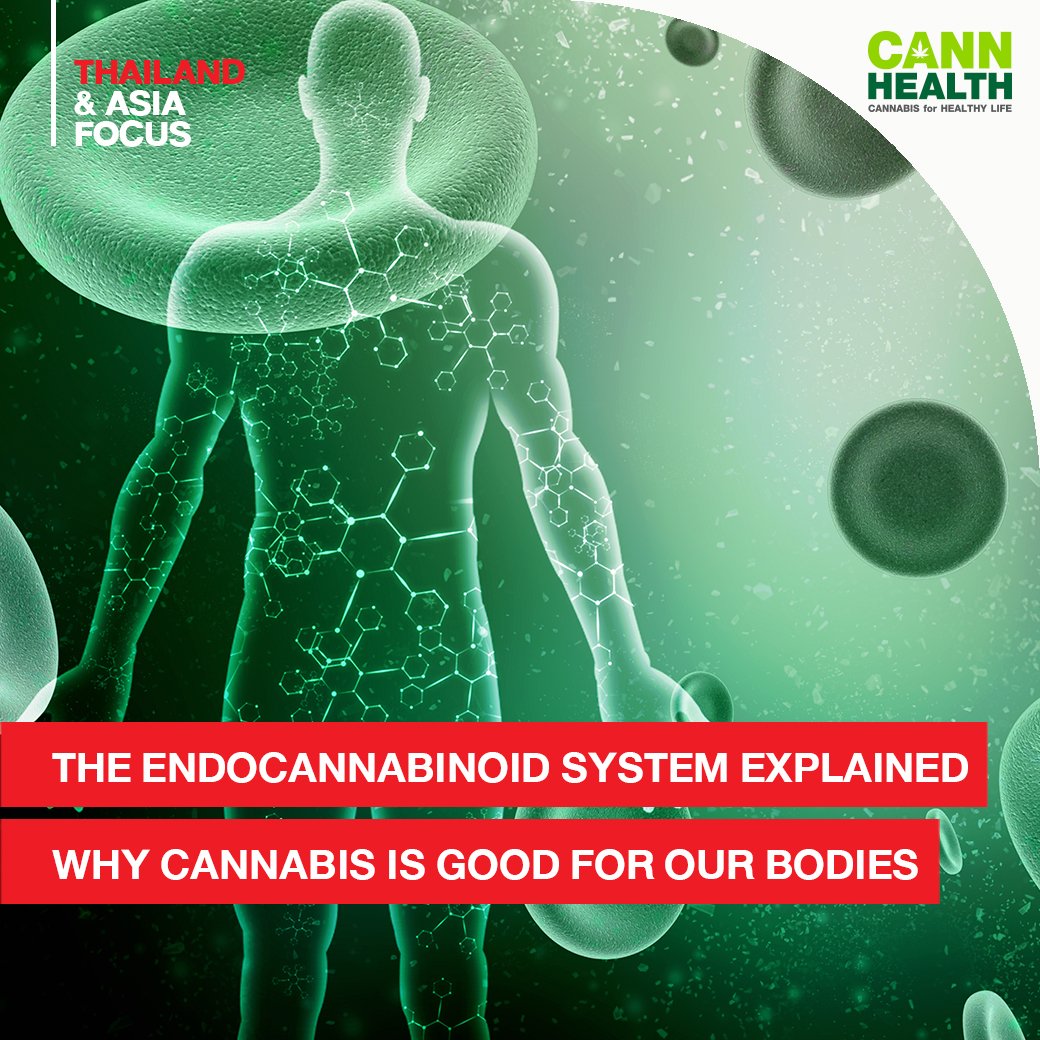 The Endocannabinoid System Explained – Why Cannabis Is Good for Our Bodies