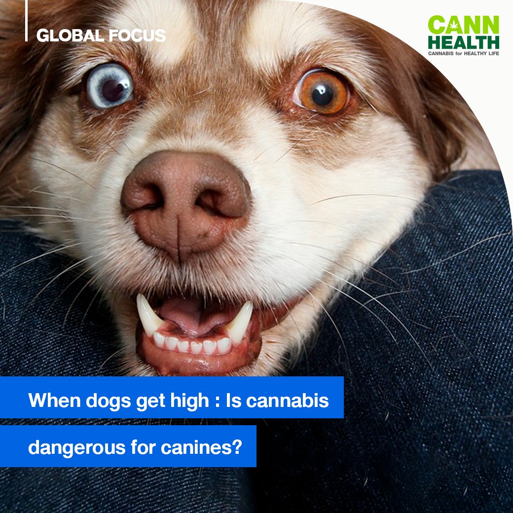 When dogs get high: Is cannabis dangerous for canines?