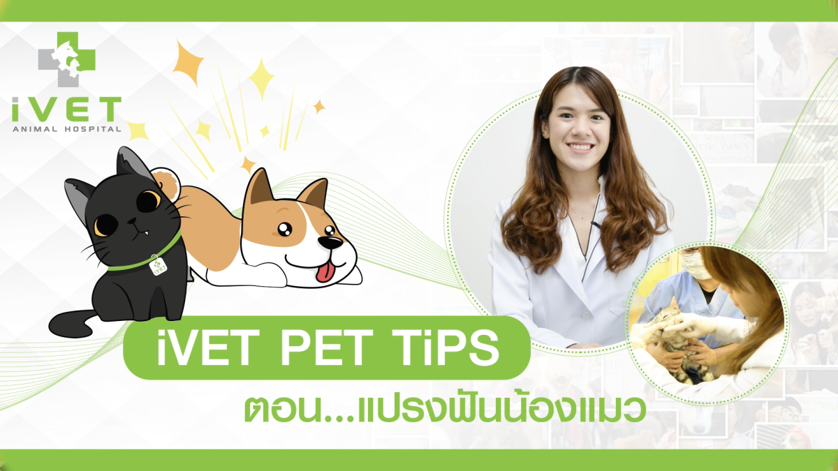 iVET Pet Tips ตอน แปรงฟันน้องแมว - ivethospital