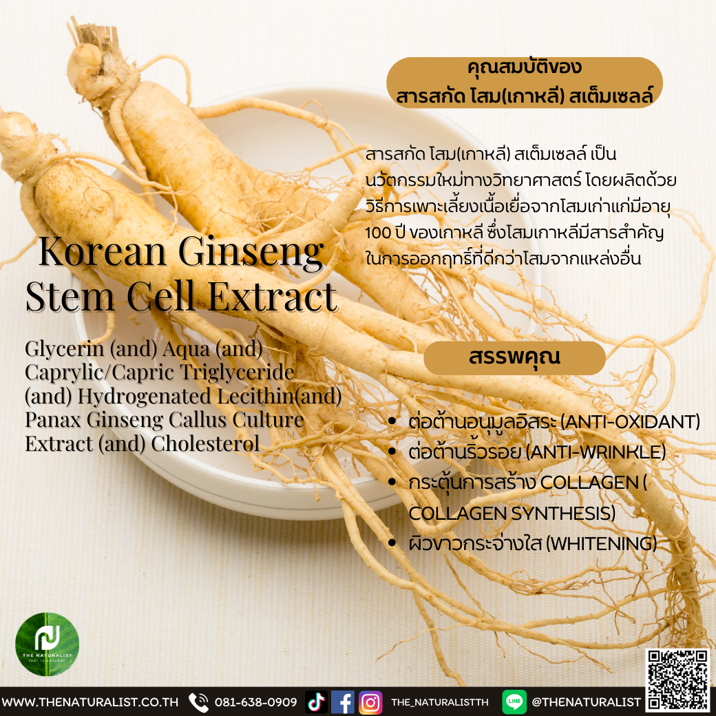 สารสกัดโสมสเต็มเซลล์ - Korean Ginseng Stem Cell Extract