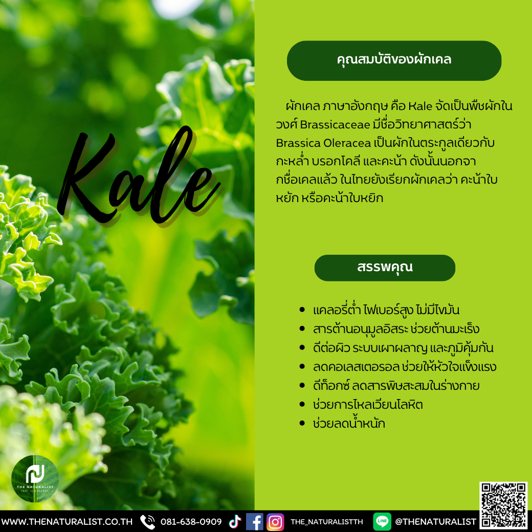 ผักเคล - Kale
