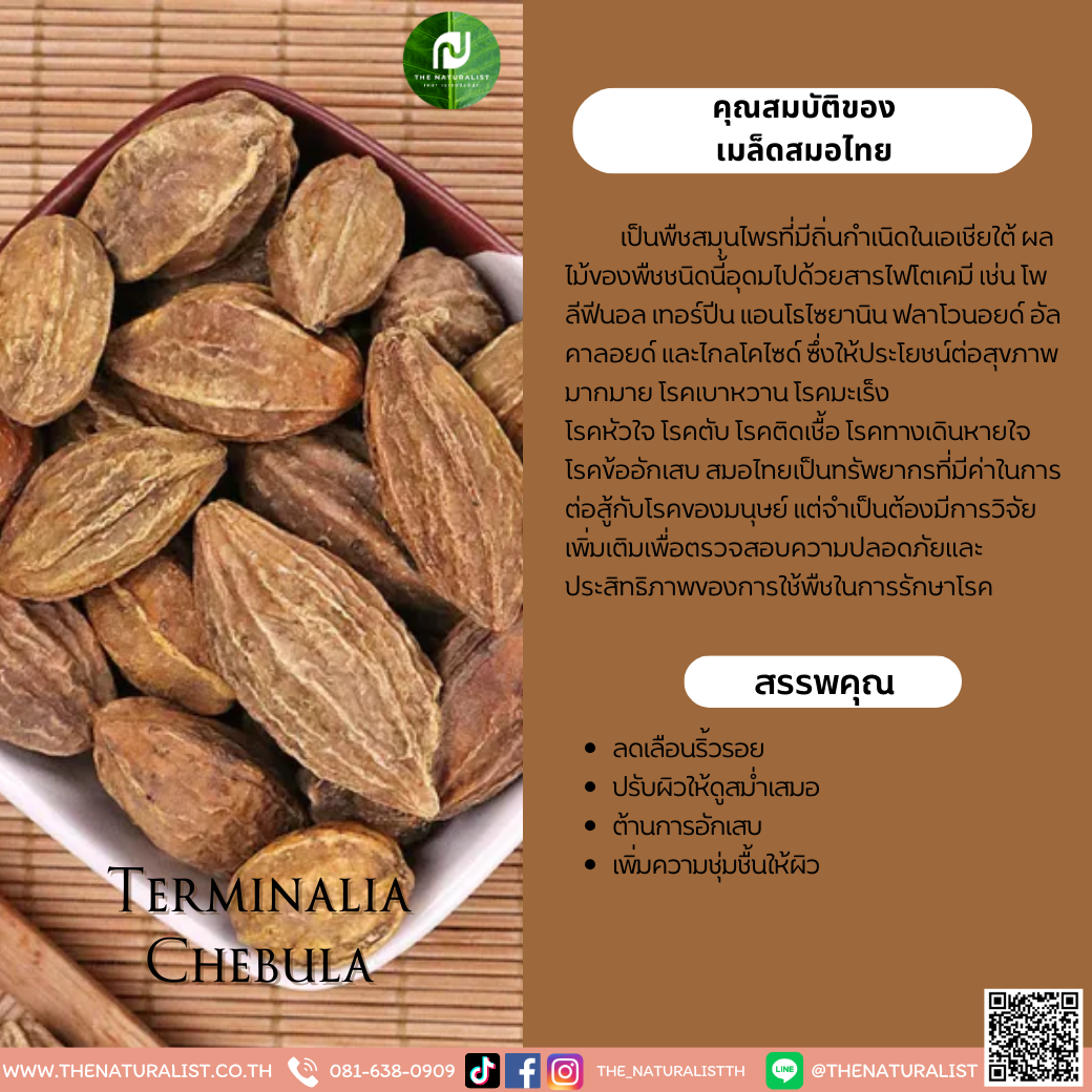 เมล็ดสมอไทย - Terminalia Chebula - thenaturalist