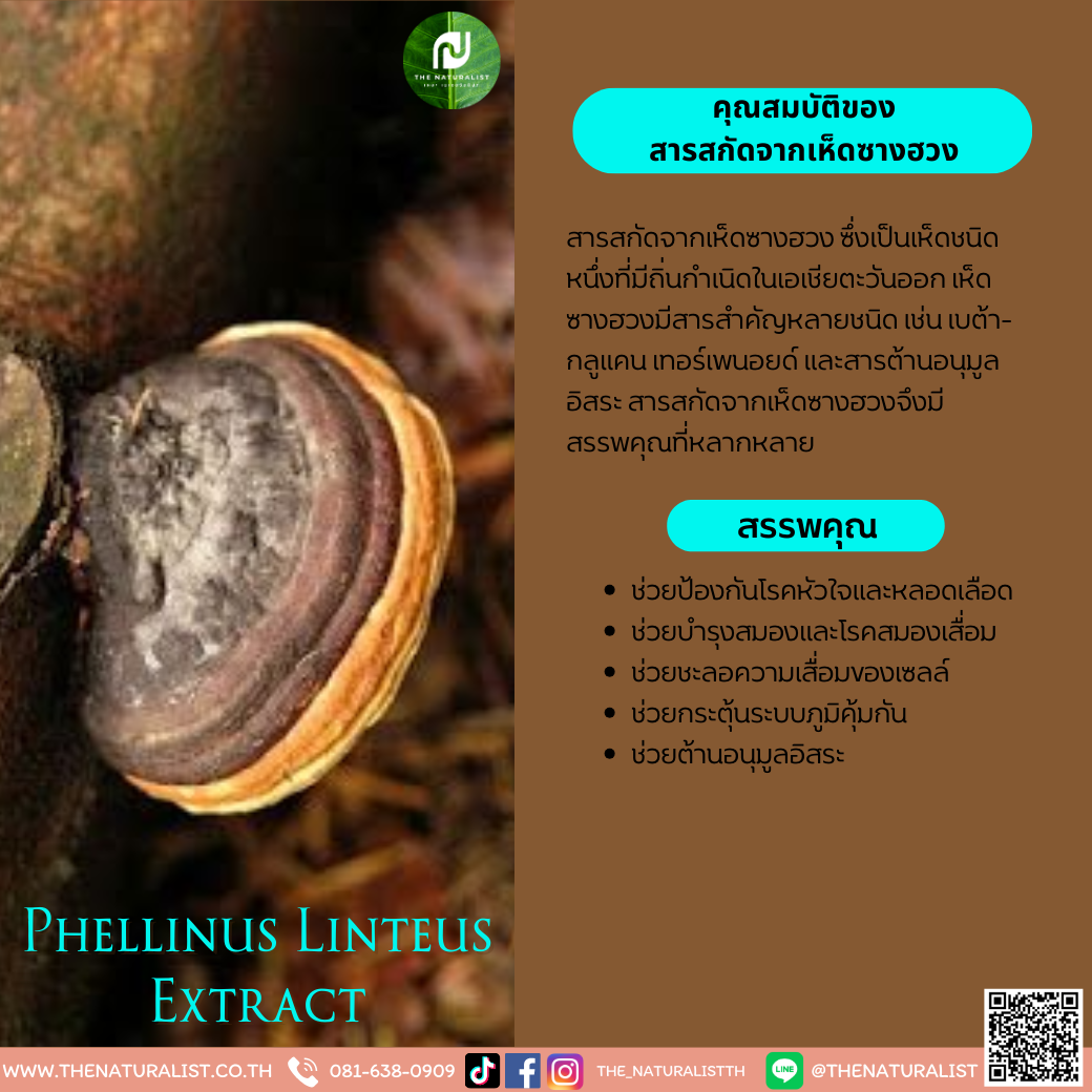 สารสกัดจากเห็ดซางฮวง - Phellinus Linteus Extract - thenaturalist