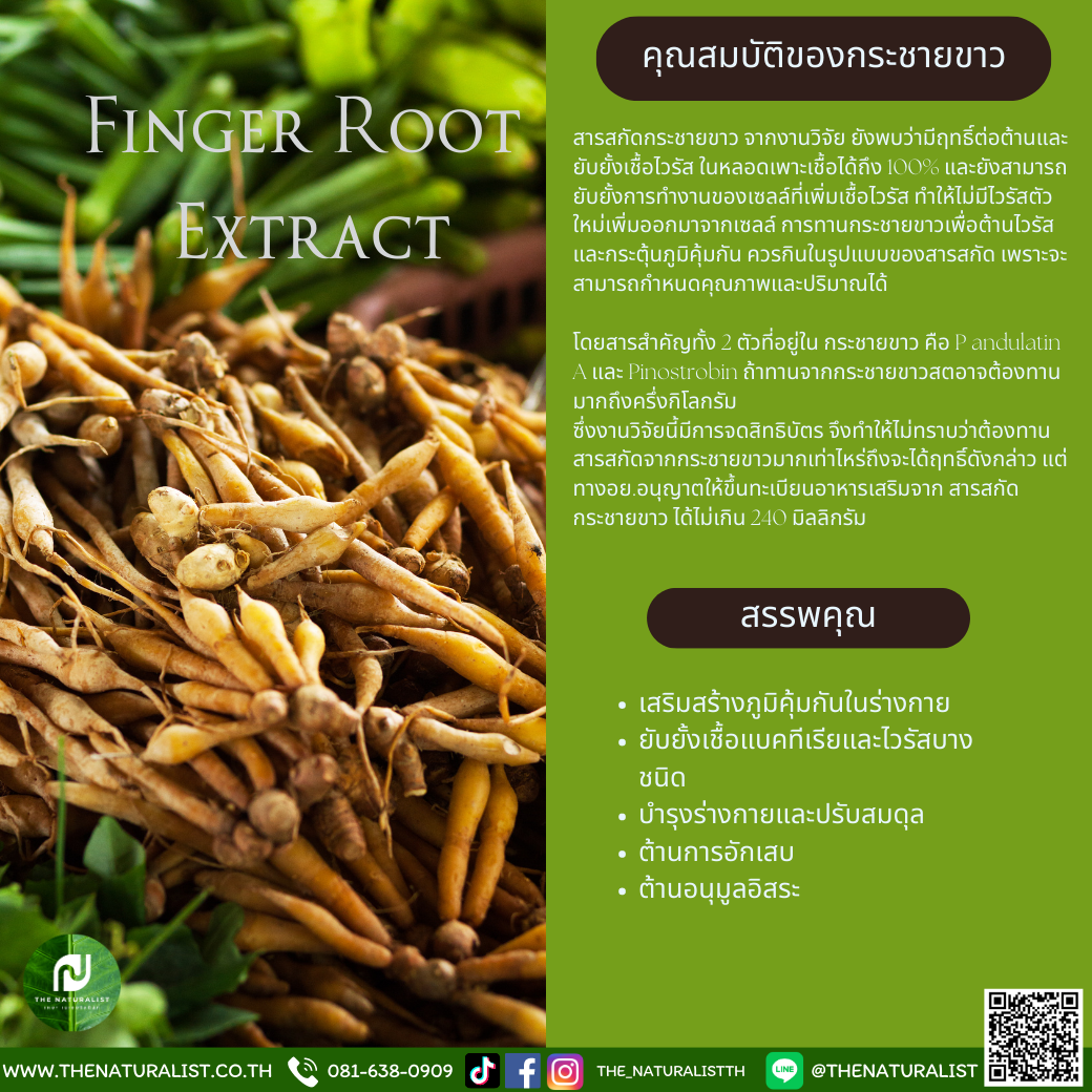 Finger Root Extract สารสกัดกระชายขาว