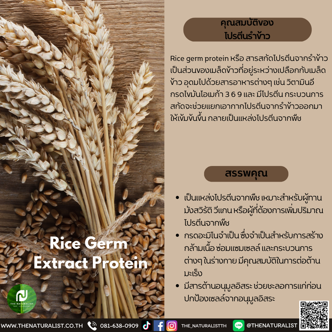 โปรตีนรำข้าว 80% - Rice Germ Extract Protein 80%