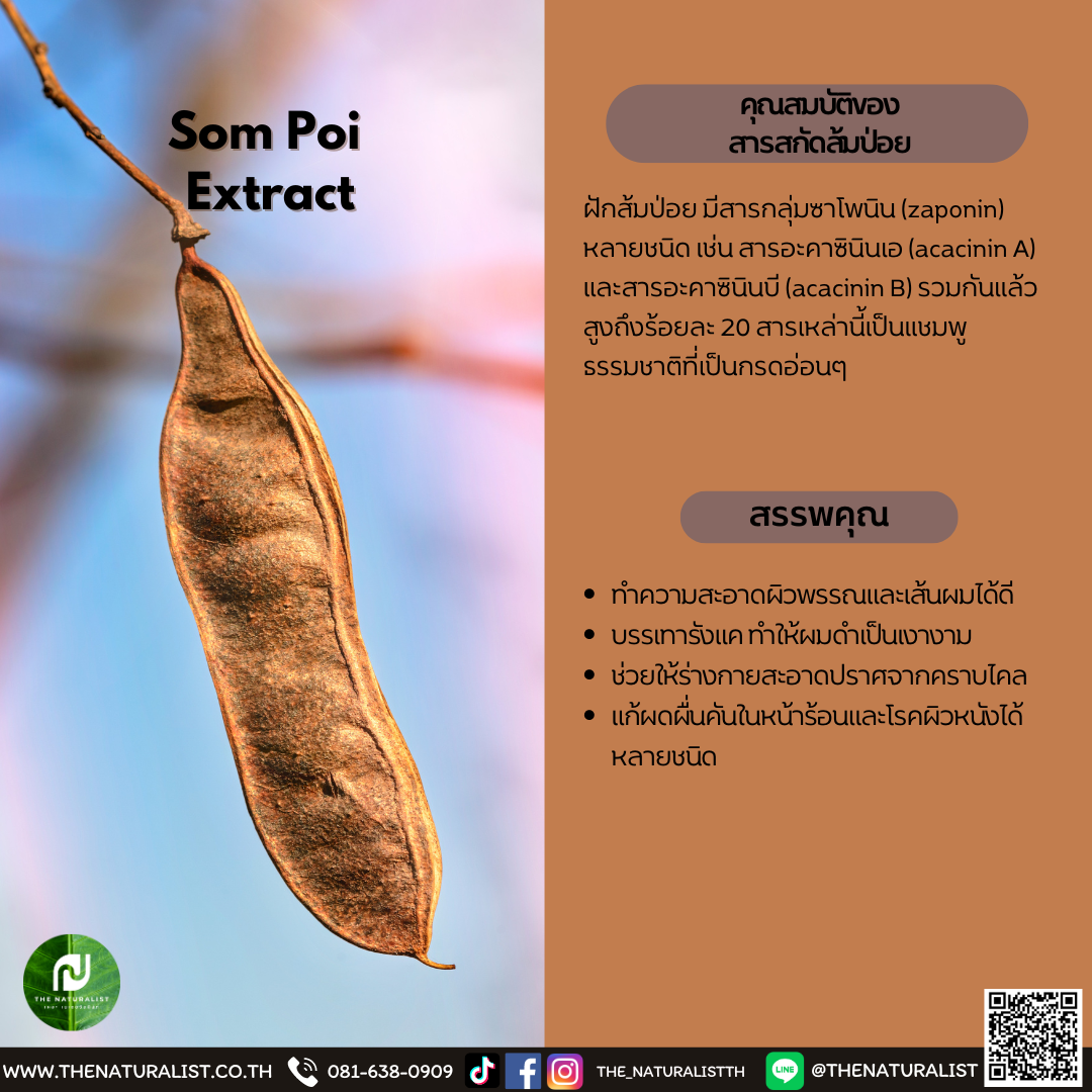 สารสกัดส้มป่อย - Som Poi Extract - thenaturalist