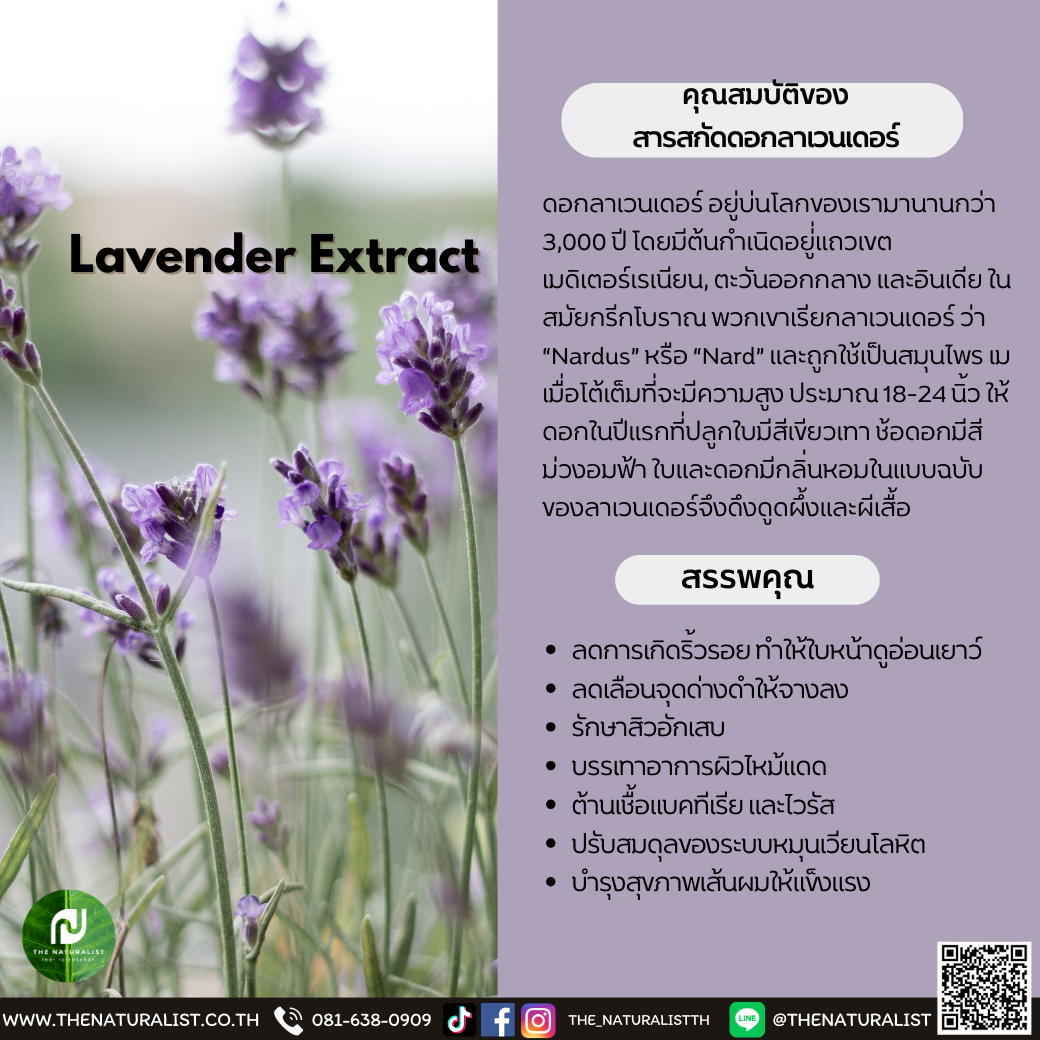 สารสกัดดอกลาเวนเดอร์ - Lavender Extract