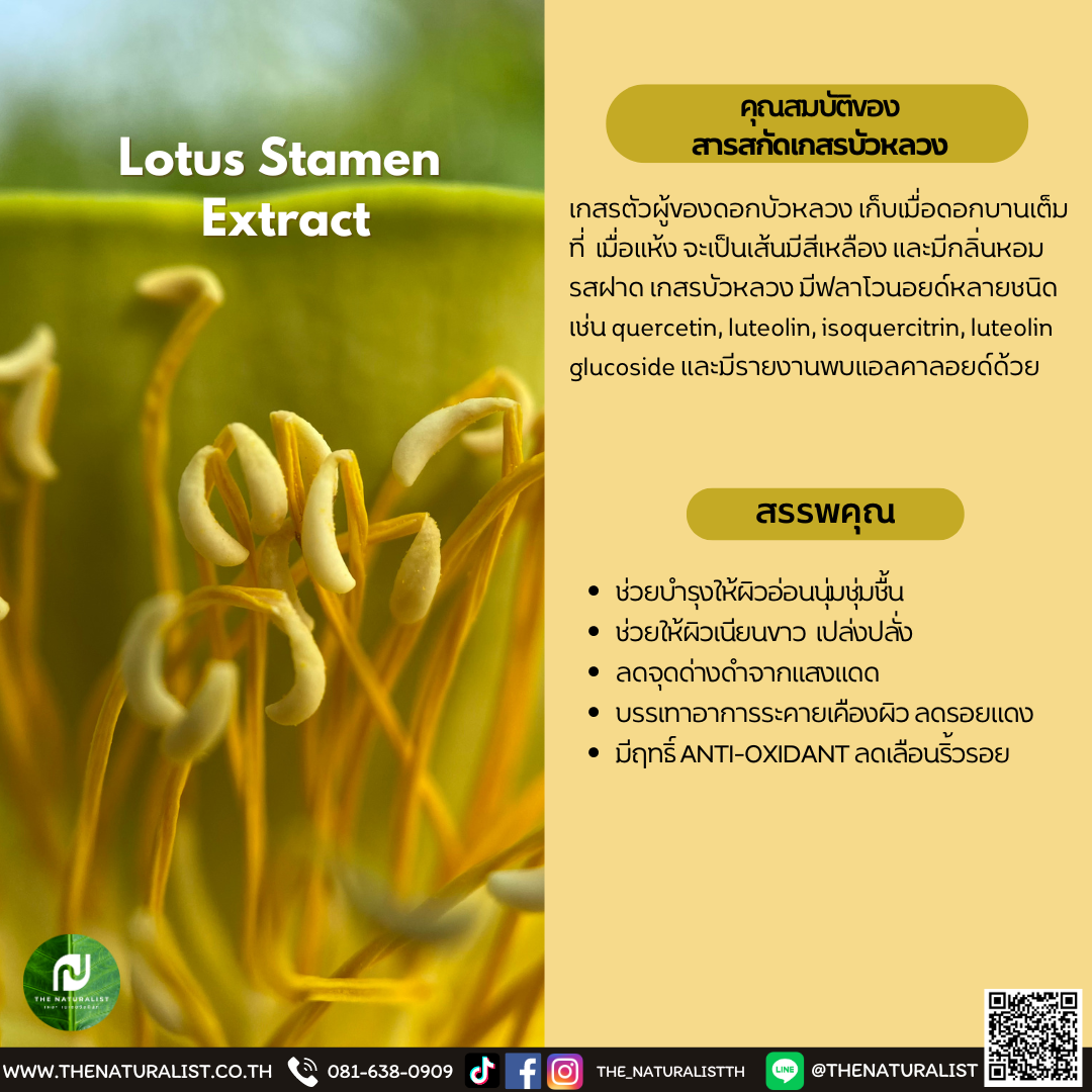 สารสกัดเกสรบัวหลวง - Lotus Stamen Extract