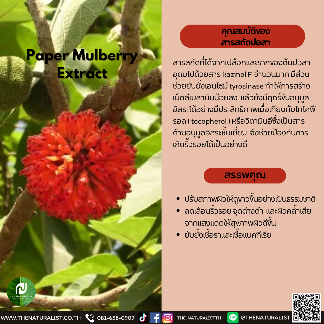 สารสกัดปอสา - Paper Mulberry Extract - thenaturalist
