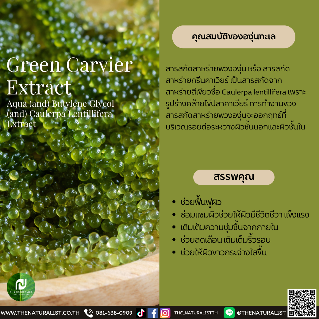 องุ่นทะเล - Green Carvier Extract - thenaturalist