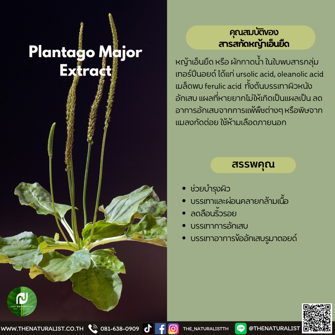 สารสกัดหญ้าเอ็นยืด / ผักกาดน้ำ - Plantago Major Extract