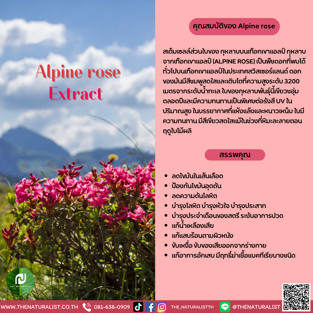 กุหลาบจากเทือกเขาแอลป์ - Alpine Rose Extract