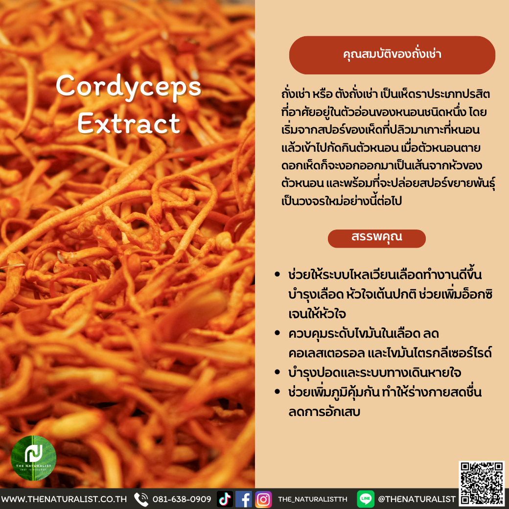 ถั่งเช่า - Cordyceps Extract - thenaturalist