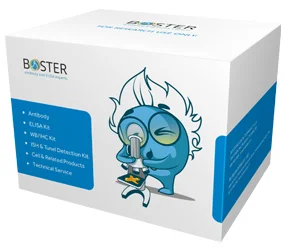 SDS-PAGE Protein Loading Buffer 2X (Reducing)