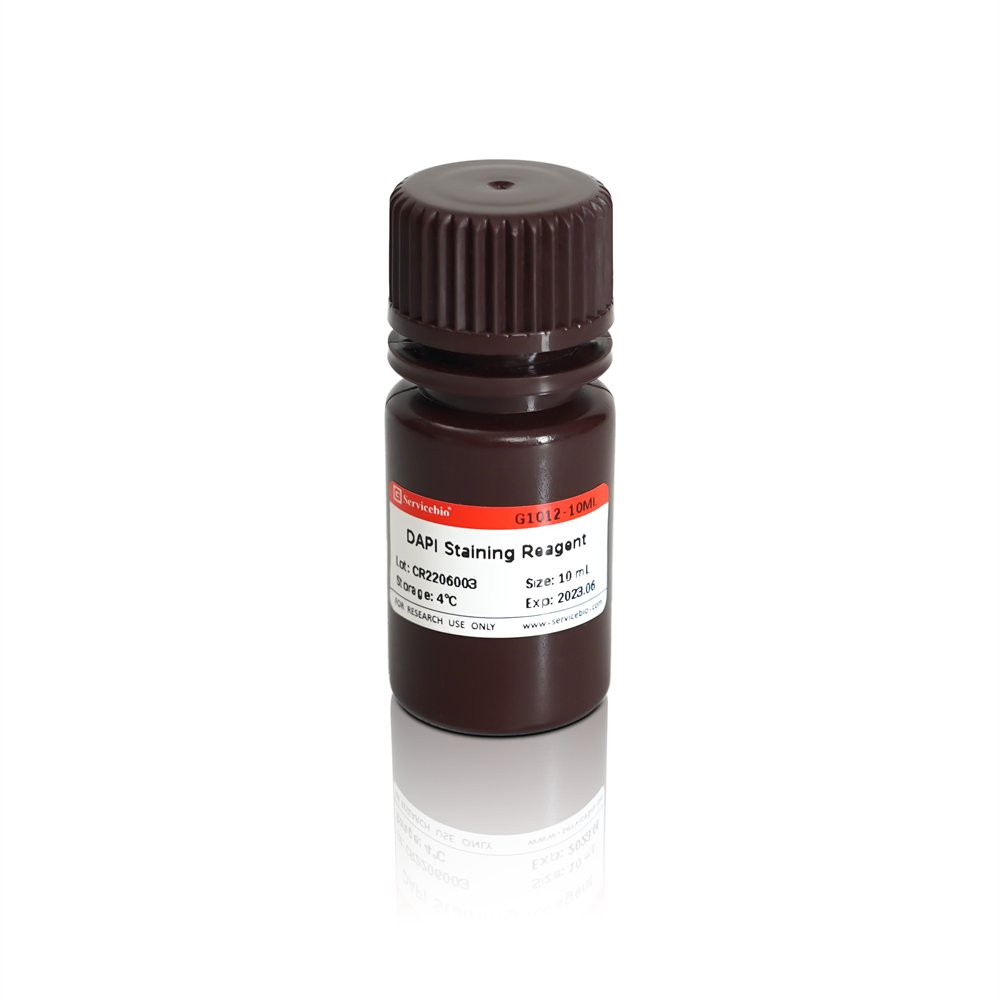 DAPI Staining Reagent (Ready-to-use) - smartscience