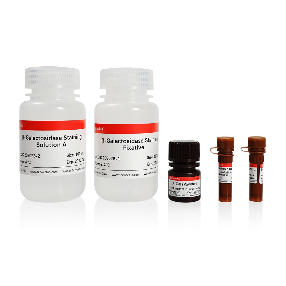 Senile cell beta-galactosidase stain kit, 100 T