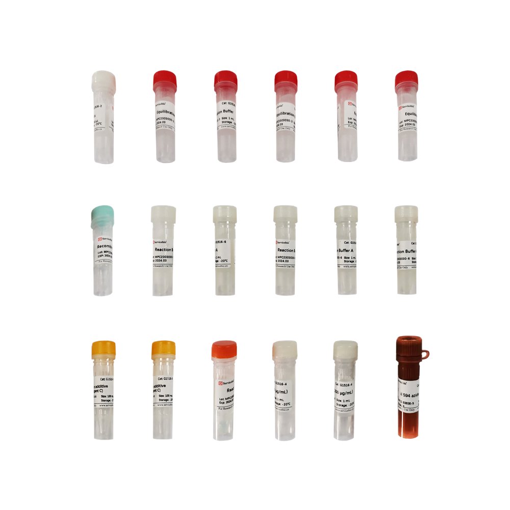 Click-iT 594 Tunel Cell Apoptosis Detection Kit, 50 T - smartscience