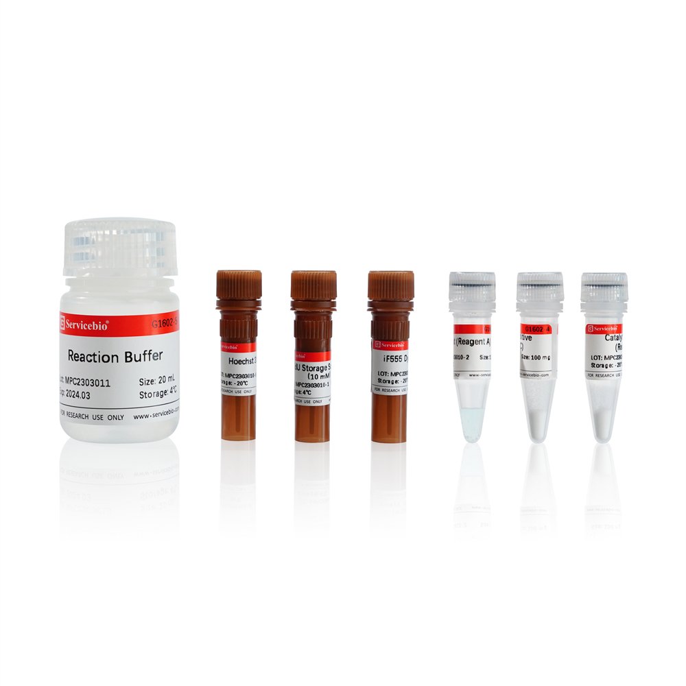 Click-iT EdU-555 Cell Proliferation Assay Kit, 100 T - smartscience