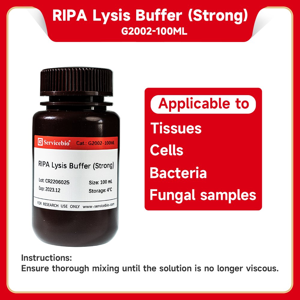Strong RIPA Lysis Buffer