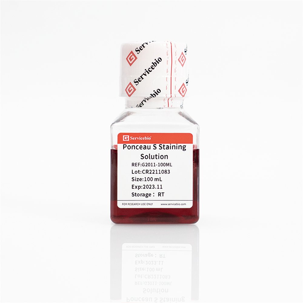 Ponceau S Stain for Protein Detection, 100 ml - smartscience