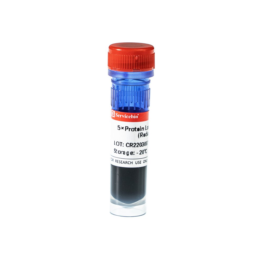 5×protein Loading Buffer Reduced 5286