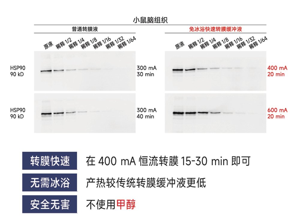 Ice-Bath Free Fast Film Transfer Buffer (Powder)