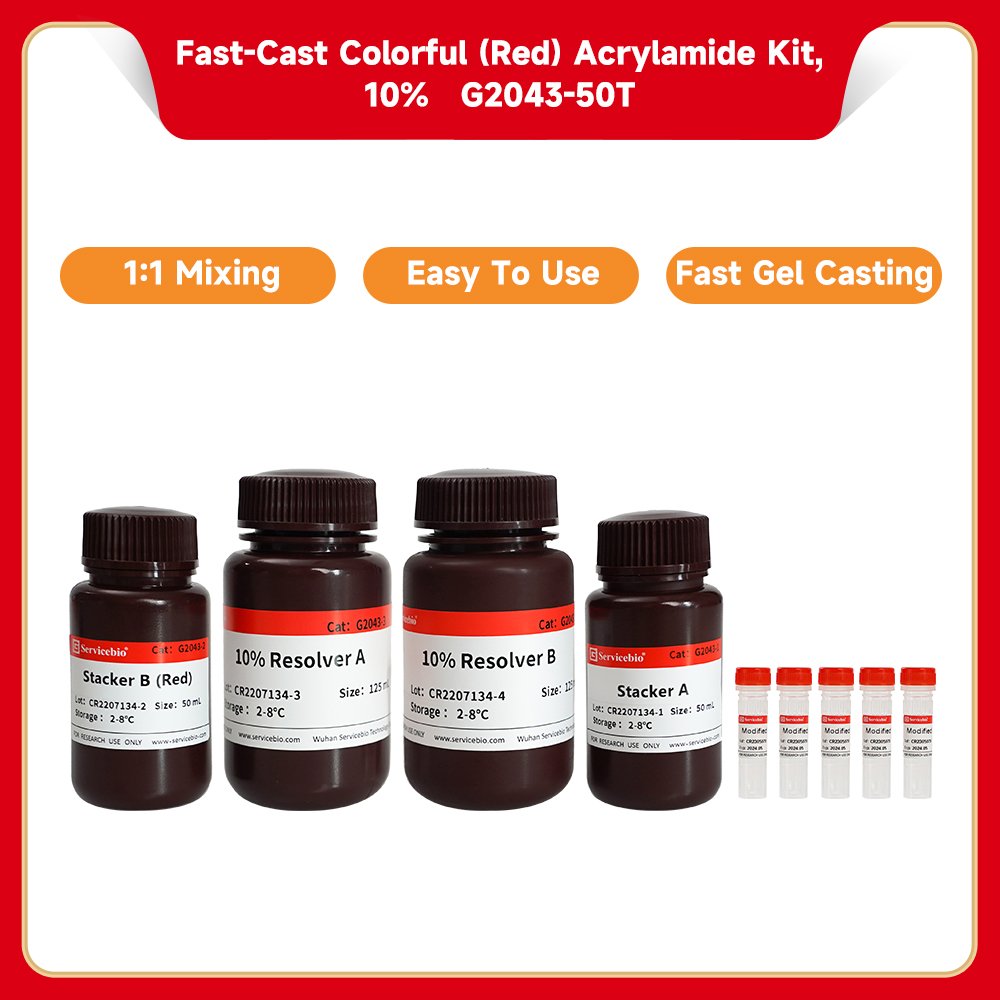 10% SDS-PAGE colored (red) gel ultra-fast preparation kit, 50 T ...