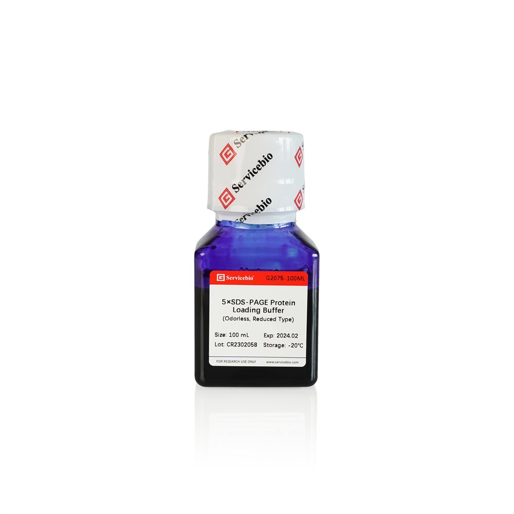5 x SDS-PAGE protein loading buffer (odorless, reduced type)