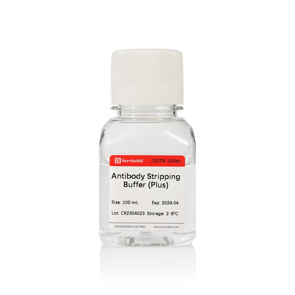 Antibody Stripping Buffer (Plus), 100 mL - smartscience