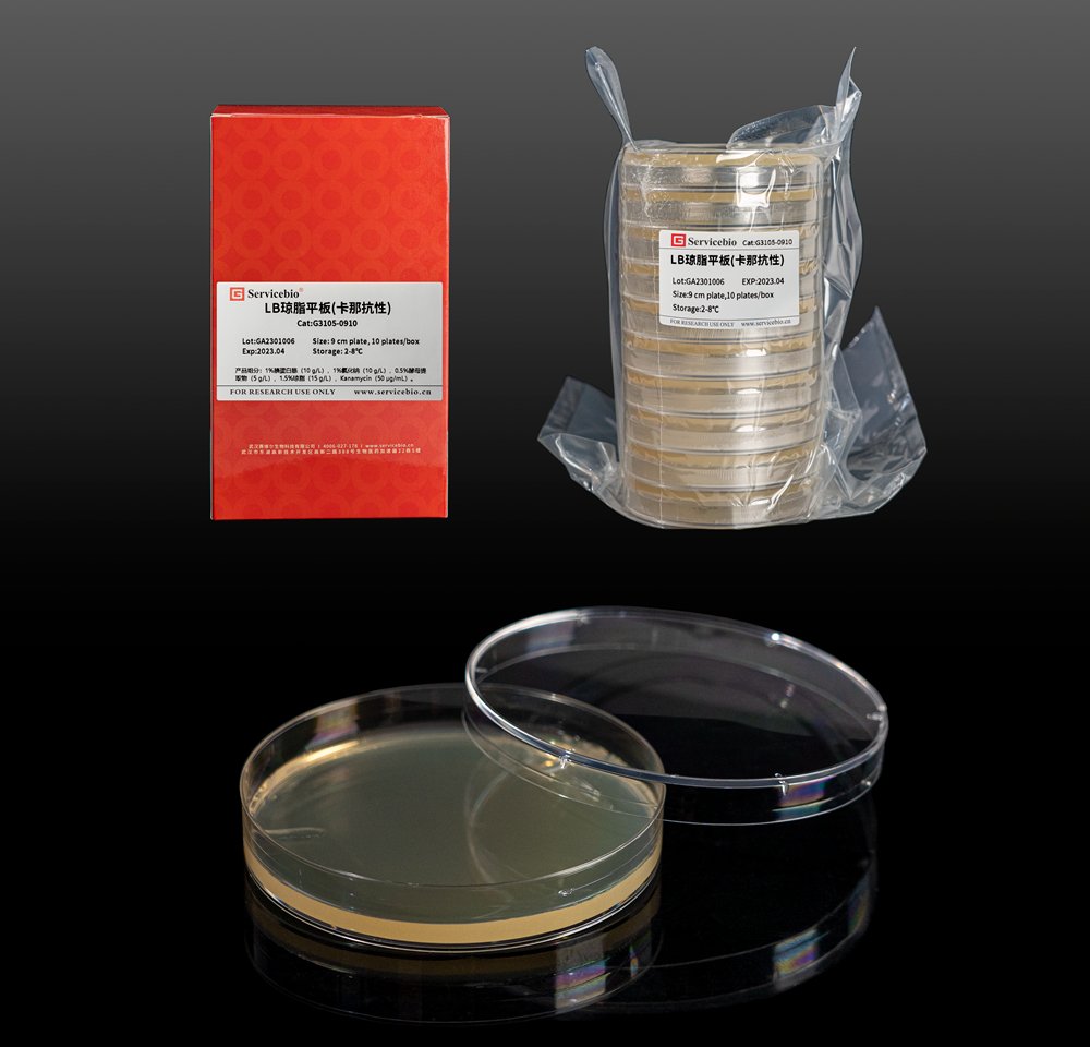 LB Agar Plate (Kanamycin Resistance), 10 plates (for Molecular cloning ...