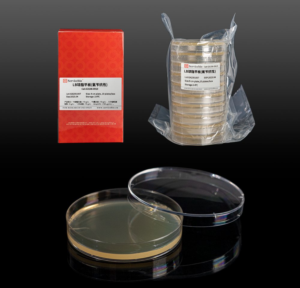 LB Agar Plate (Ampicillin Resistance), 10 plates (for Molecular cloning ...