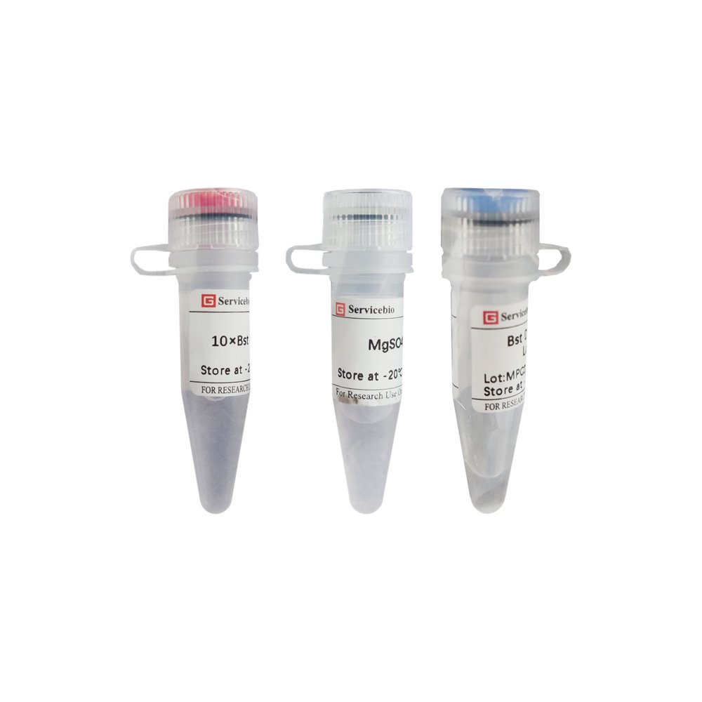 Bst DNA Polymerase, Large Fragment, 1600 U - smartscience