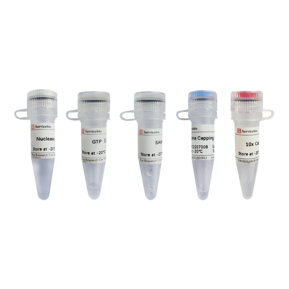Vaccinia Capping Enzyme, 500 U (for mRNA synthesis related enzymes ...